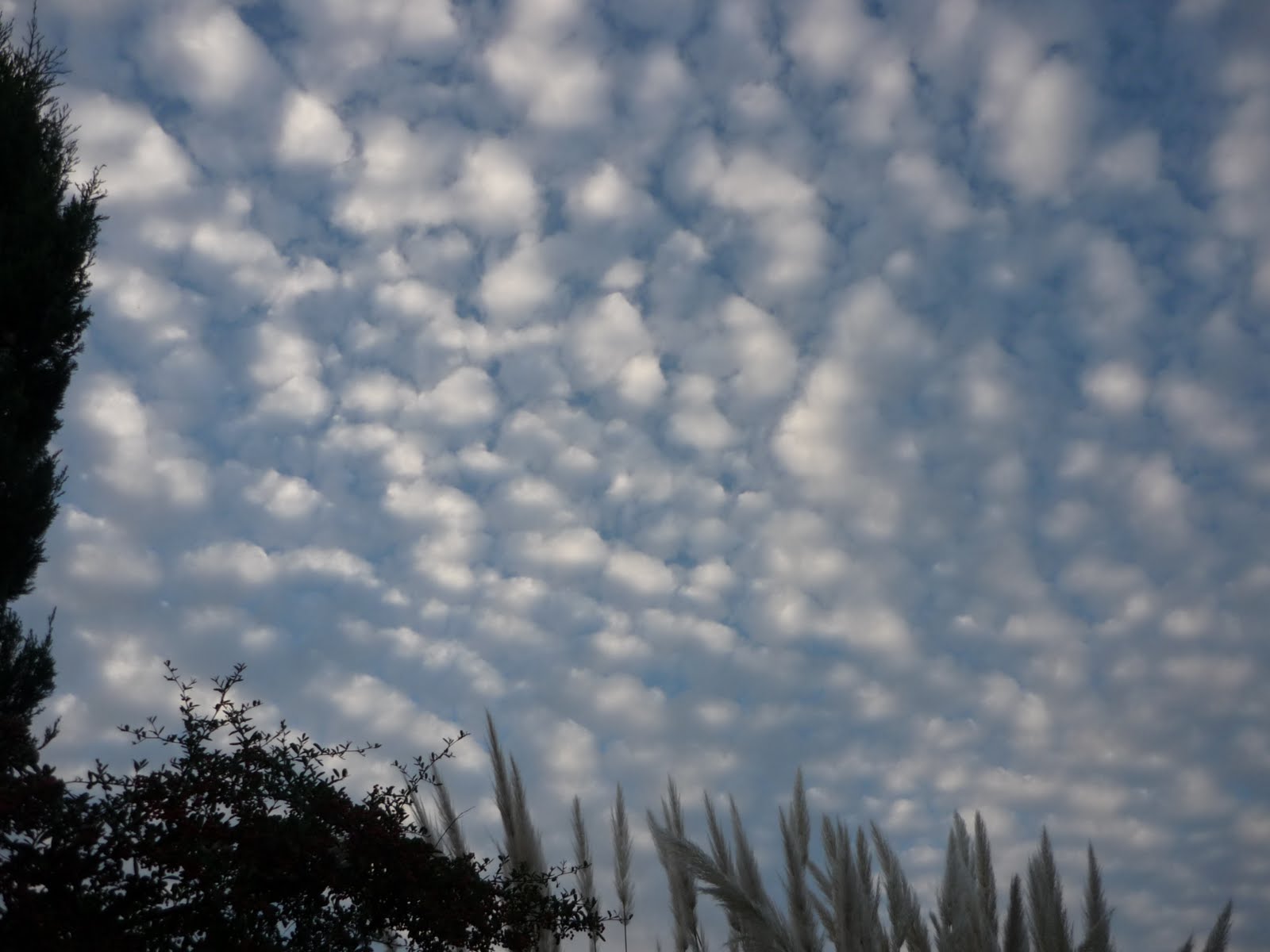 El temps a Palamós: Altocúmulus floccus a Calonge