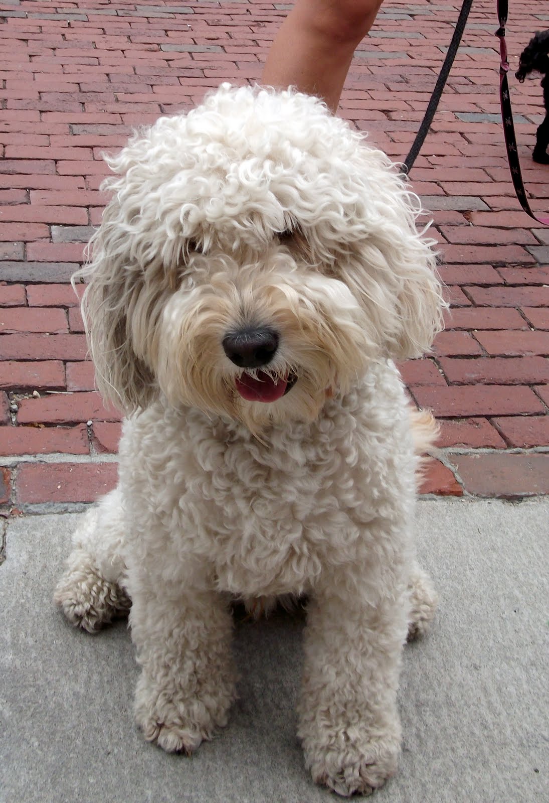 The Boston Dog Blog: Puppy Paparazzi: Lucy the Scottish Terrier, Marty ...