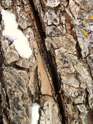 Unstuffed: The Tree Year: Bark Life Part II