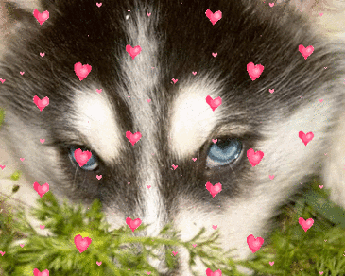 Lobos enamorados imagenes - Imagui