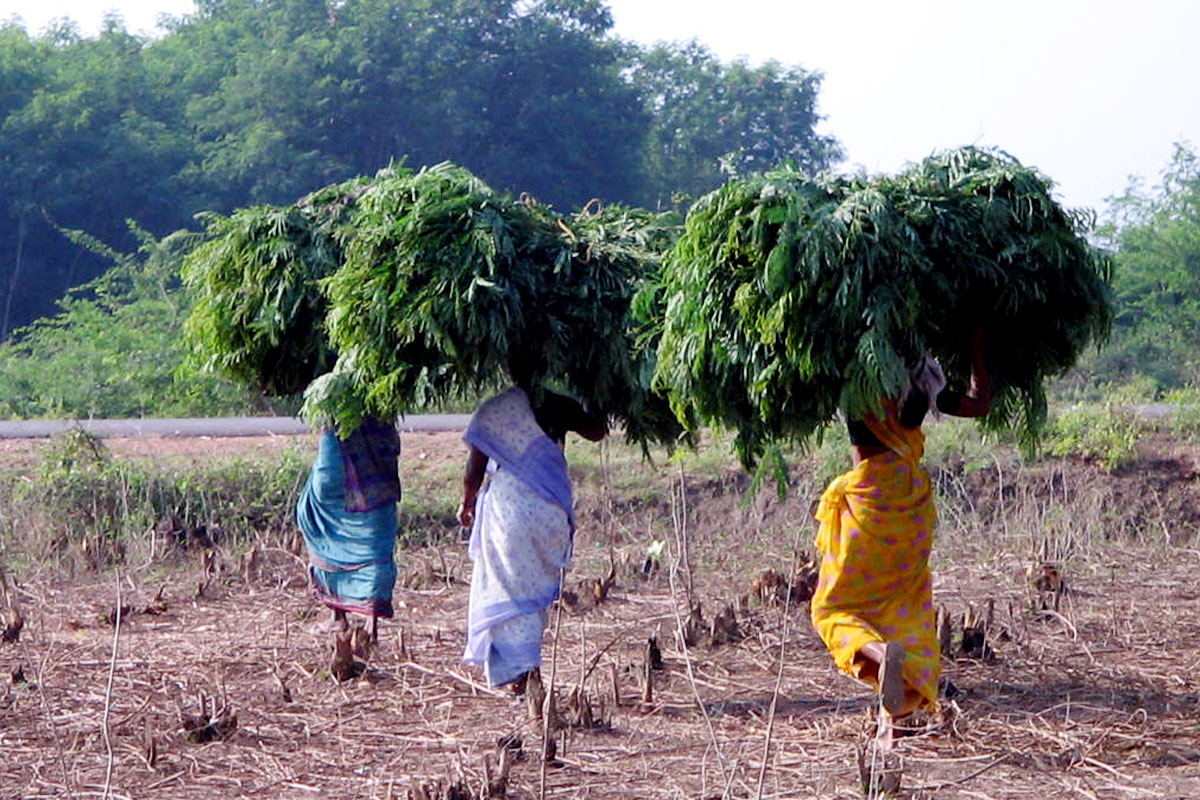 River Tamarind Cultivation: సుబాబుల్ సాగులో మెళుకువలు