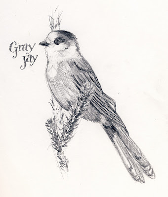 Birdly Drawn: Perisoreus canadensis: Gray Jay
