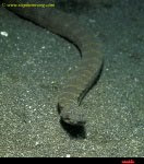 Reptiles And Amphibians: Elephant Trunk Snake