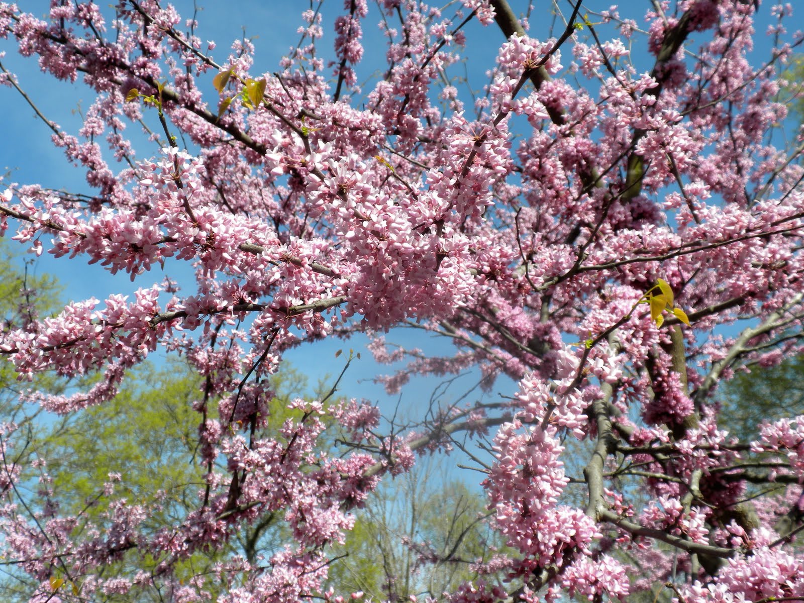 Southern Beale: Springtime