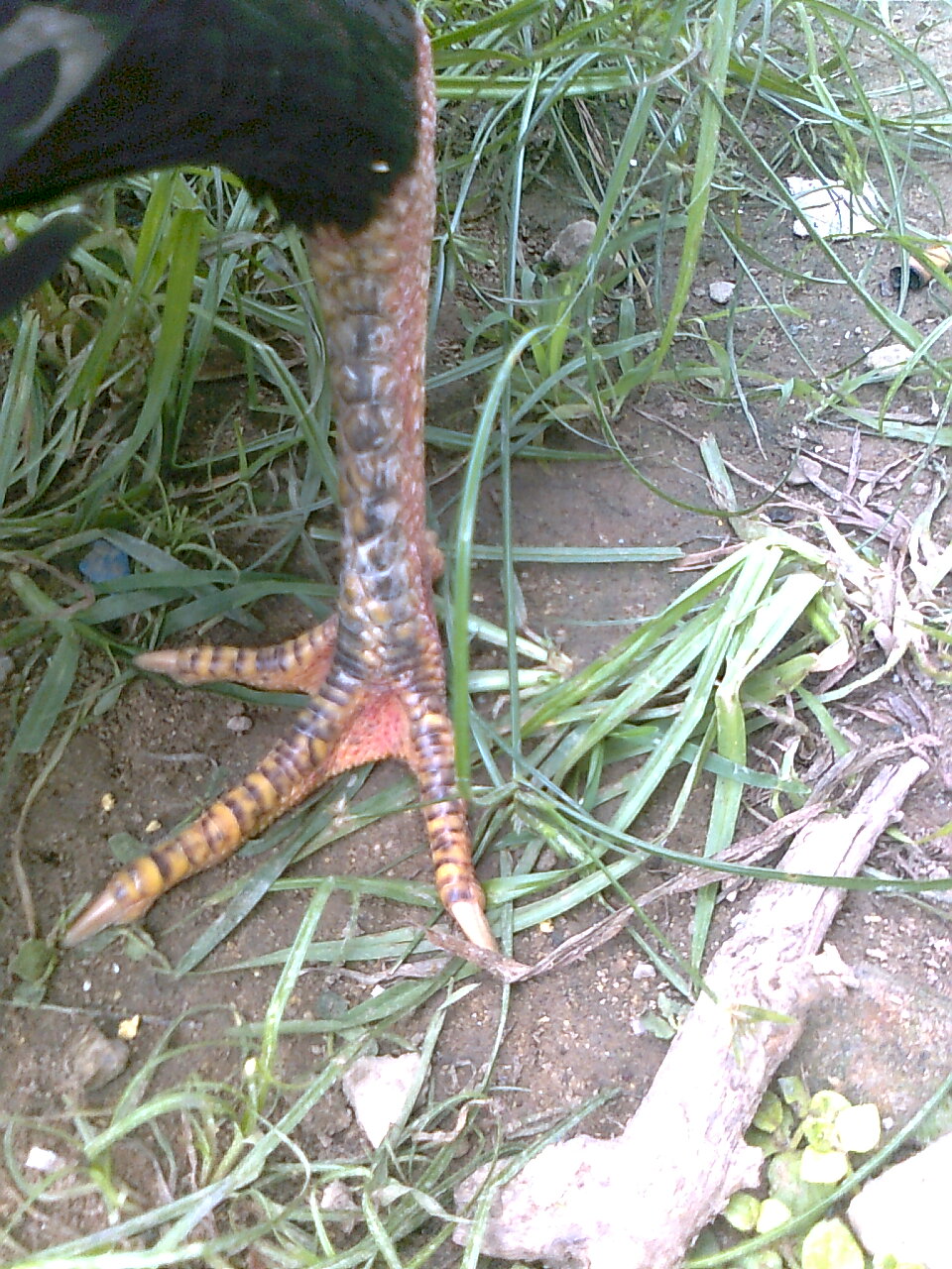 koleksi ayam: ayam saigon muda