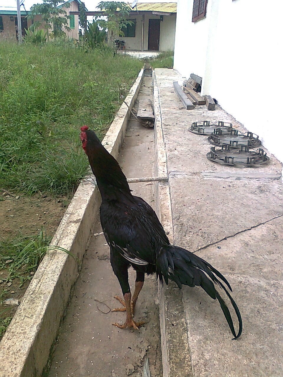 koleksi ayam: ayam saigon muda