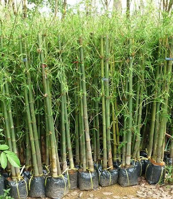 Landscape Plants For Sale: BULUH SIAM/THYRSOSTACHYS SIAMENSIS UNTUK ...