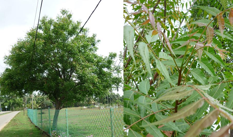 KHASIAT POKOK MAMBU/ NEEM/ MARGOSA/ AZADIRACHTA INDICA/ MELIA INDICA ...
