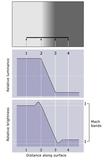 The Bounds of Cognition: Gibson and Mach Bands