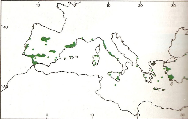 Arboles de Europa: Mapa distribucion Pinus pinea