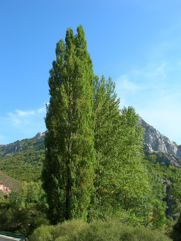 Arboles de Europa: Chopo Lombardo (Populus nigra 'italica')