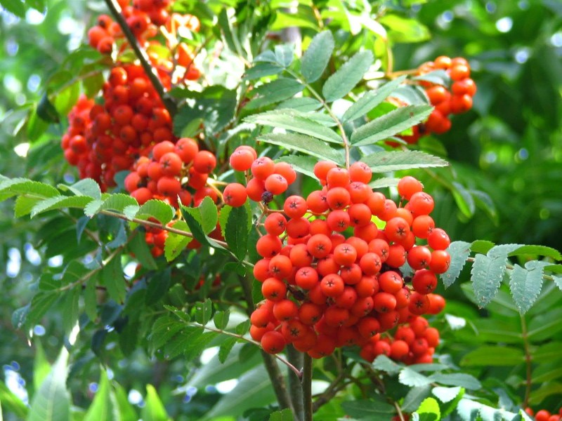Arboles de Europa: Serbal de cazadores (Sorbus aucuparia)