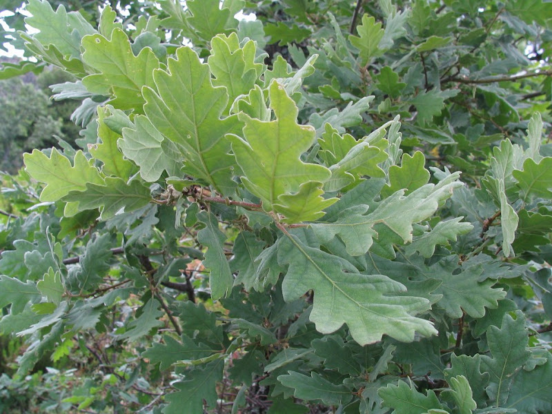 Arboles de Europa: Melojo (Quercus pyrenaica)