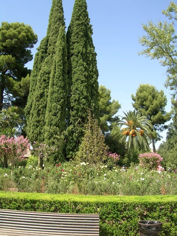 Arboles de Europa: Cipres comun (Cupressus sempervirens)