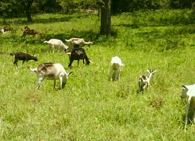 ASOCAPRICA: cria de cabros