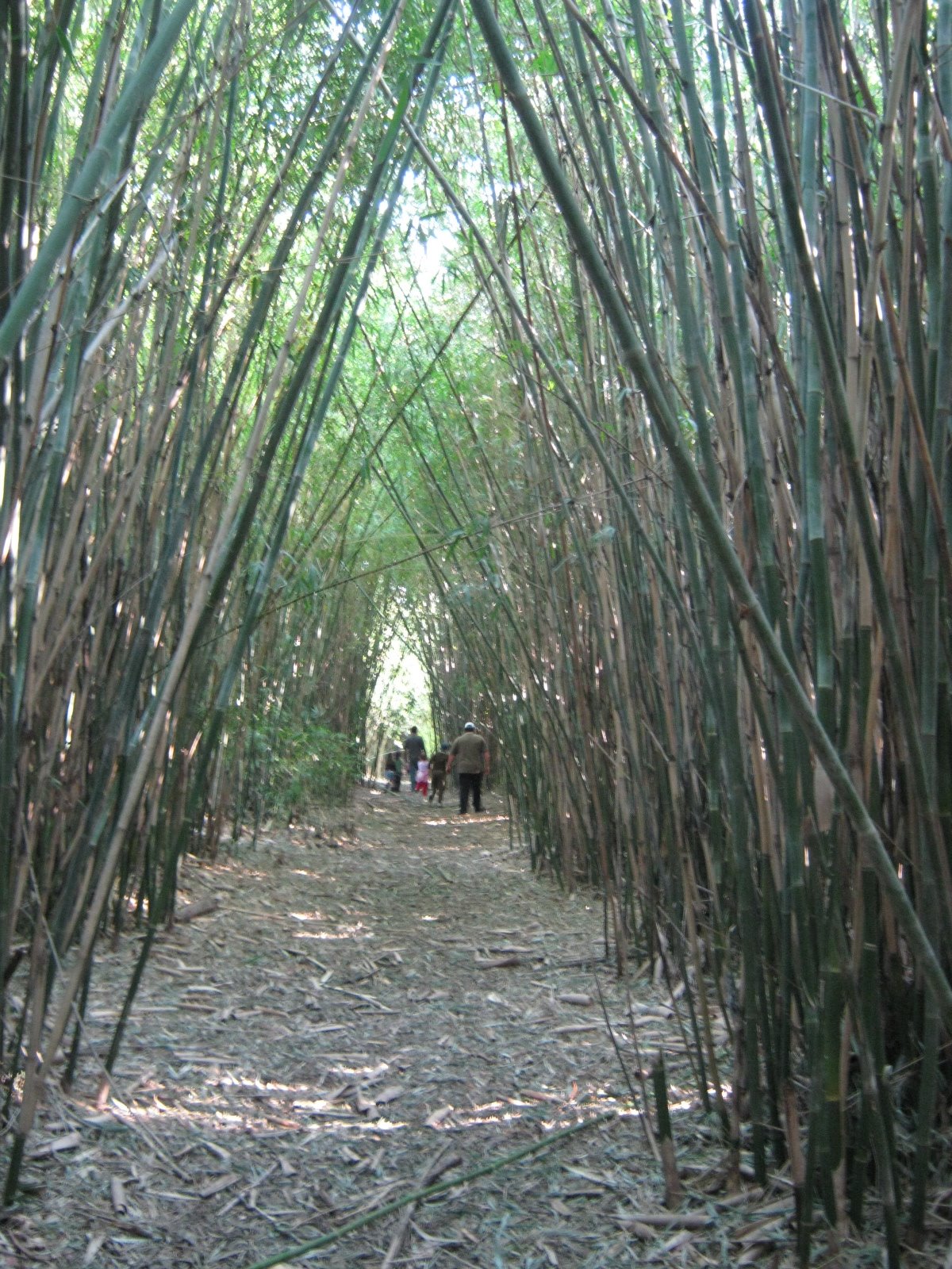 BLOG DE EVP EXPRESIÓN VISUAL Y PLÁSTICA : CAÑAVERAL DE LA "QUINTA CAPURRO"