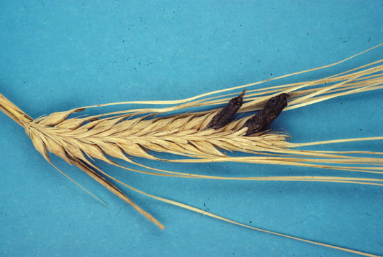 ergot - définition - What is