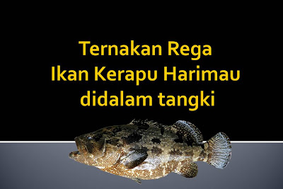 Tiger Grouper: TERNAKAN REGA KERAPU HARIMAU