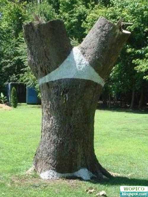 funny tree - Funny Images Pictures & Stuff