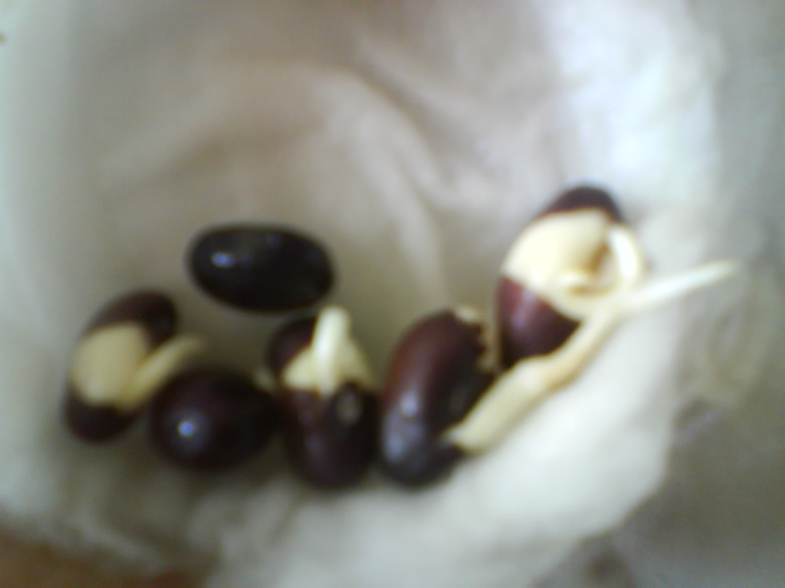 biologia 1 bitocora: Germinación de semillas de frijol