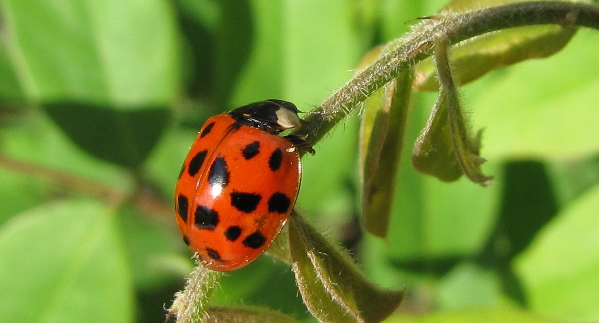 Bug Eric: Indoor Insects of Autumn (part 4 of 4)