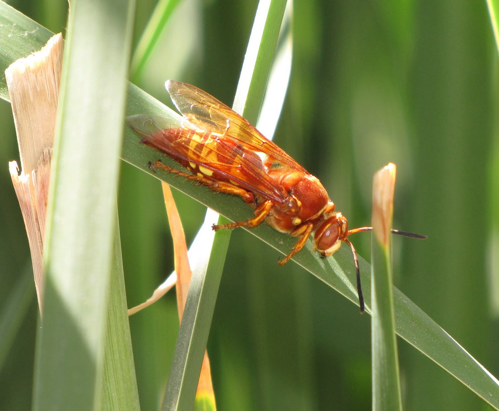 Bug Eric: Wasp Wednesday: Pacific Cicada Killer
