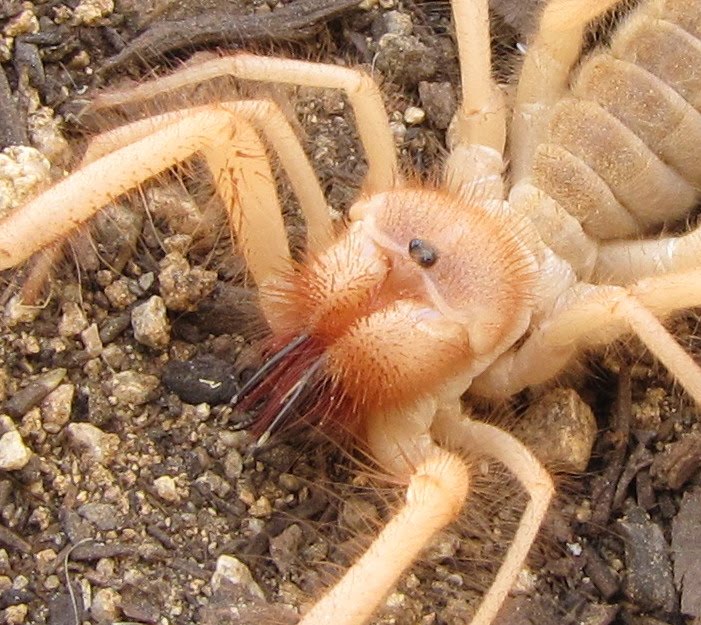 Bug Eric: Desert Demon, the Solifuge