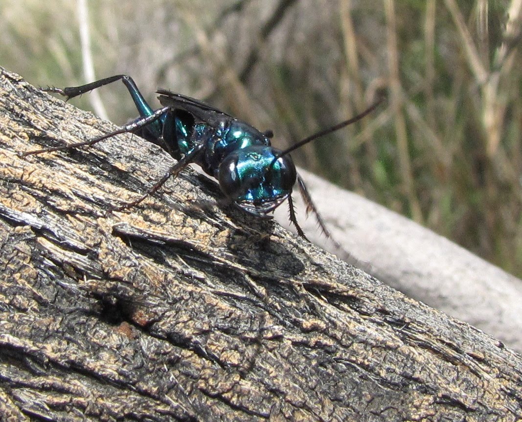 Bug Eric: Wasp Wednesday: Chlorion aerarium