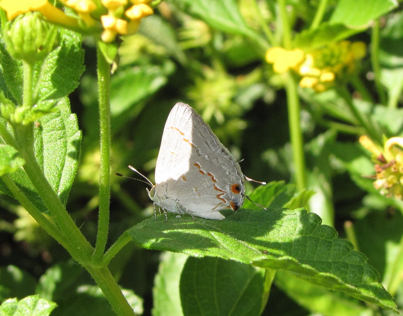 Bug Eric: (Wild) Butterfly Magic