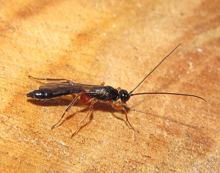 Bug Eric: Wasp Wednesday: Odontocolon