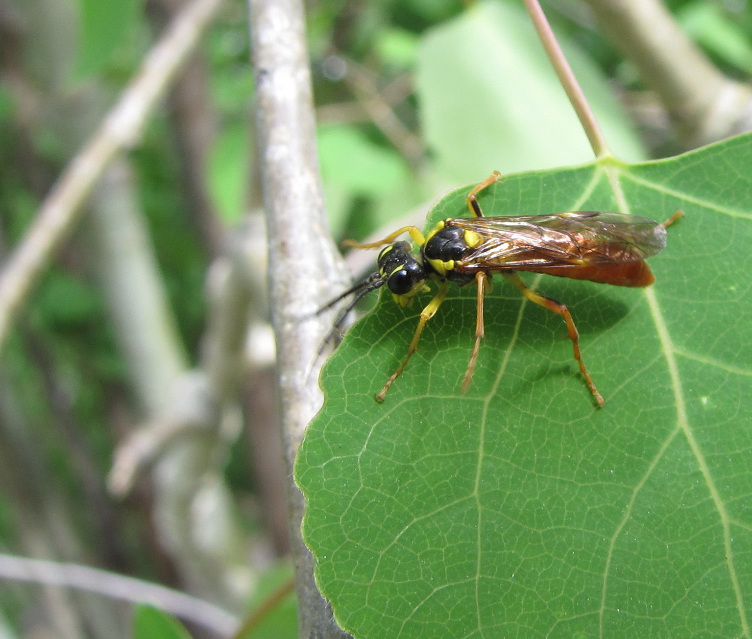 Bug Eric: Wasp Wednesday: Tenthredo