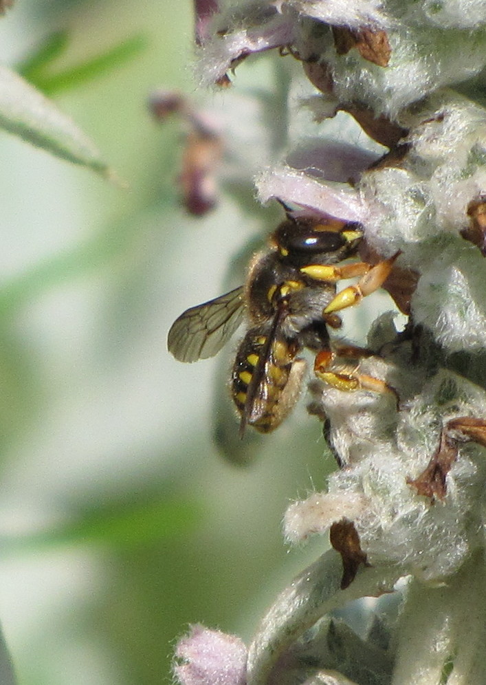 Bug Eric: The "Bully Bee" Gets a Makeover