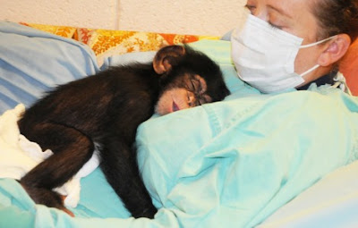 teeny tiny animals: cute sleepy baby chimp
