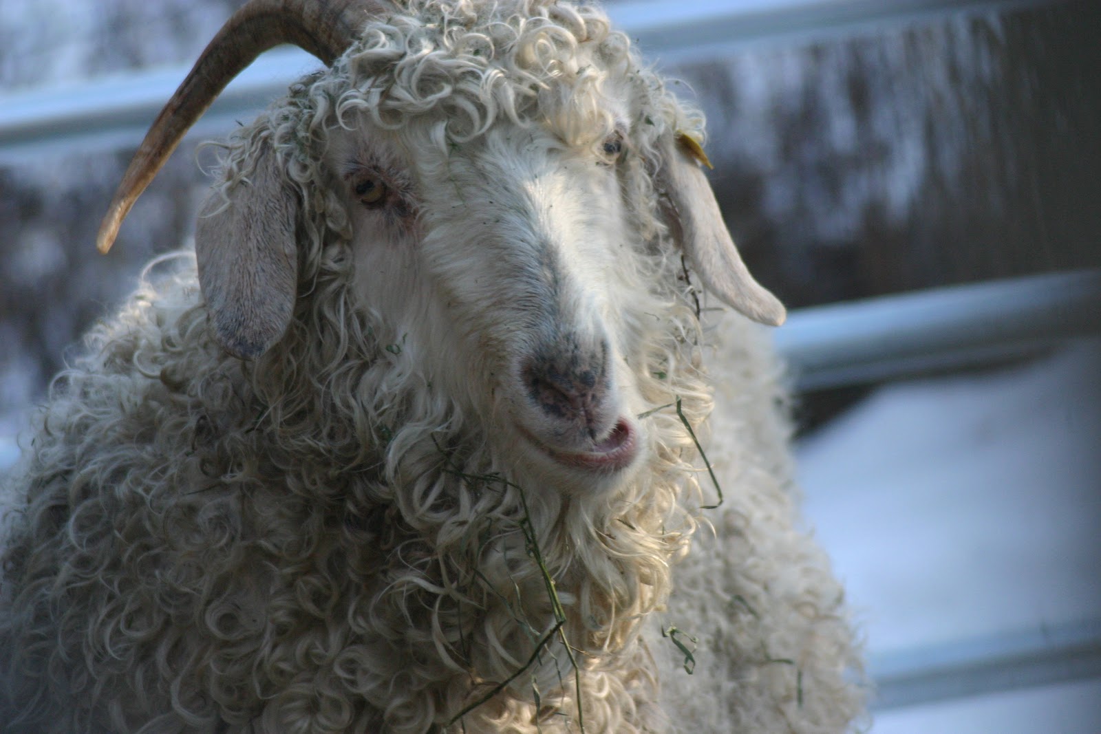 phyllis`s view: The angora goats