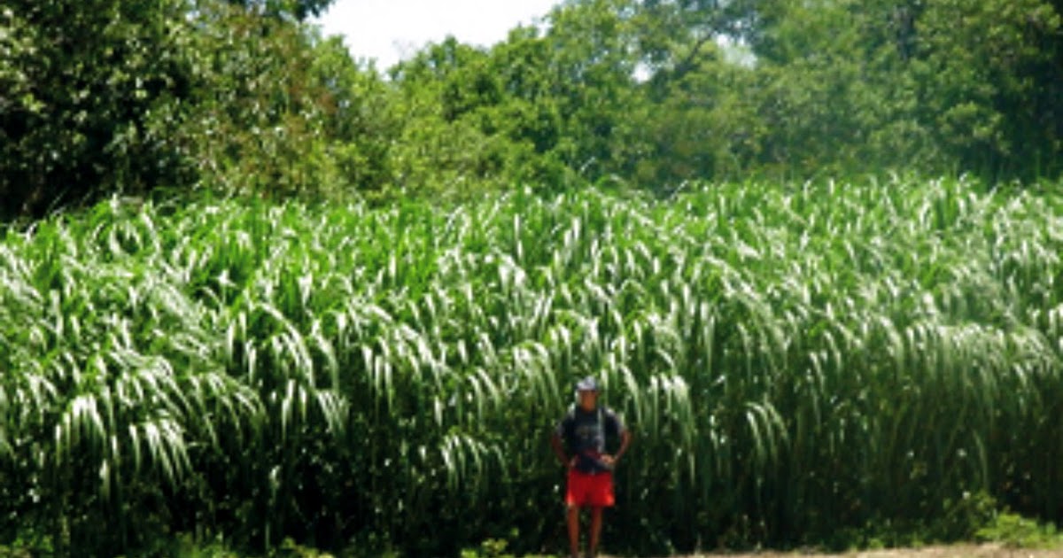 PECUARIA: ......!!!!!! PASTO MARALFALFA......!!!!!!