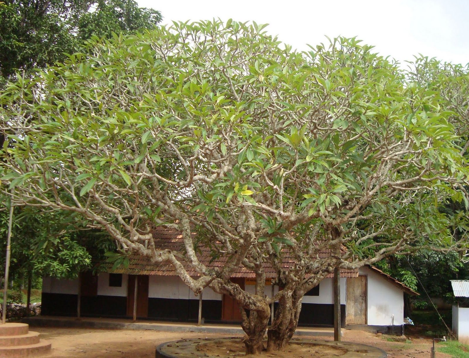 pavumba പാവുമ്പ: Pavumba Image Gallery