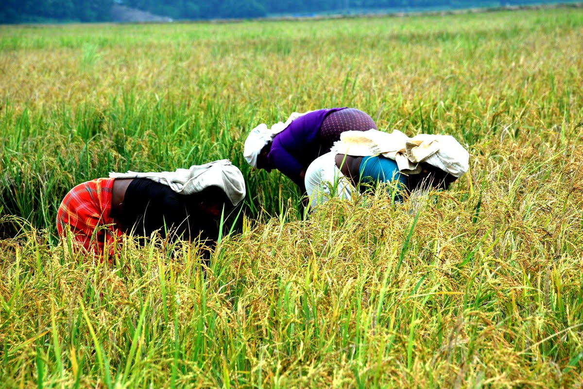 pavumba പാവുമ്പ: Pavumba Image Gallery