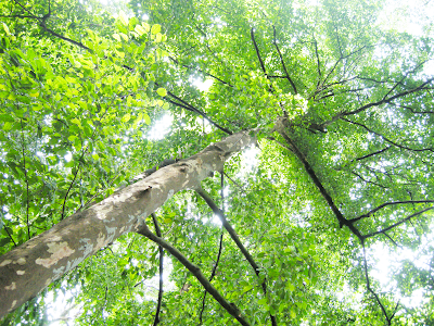 Fahrenheit minus 459 ( absolute zero): SGB - Edible / medicinal Plants ...