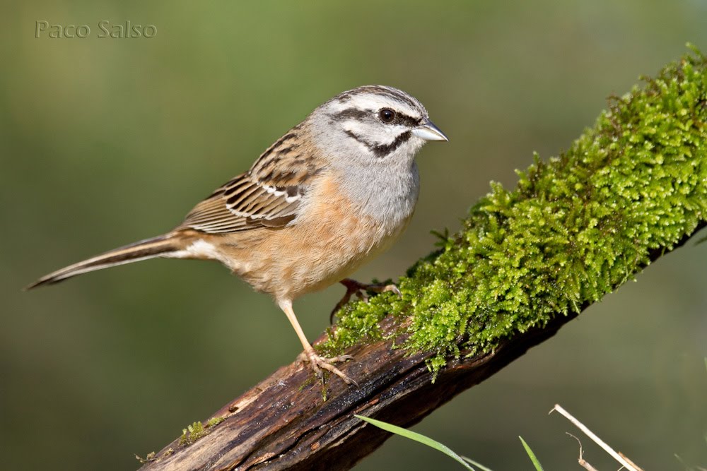 NATURALEZA ALADA . Paco Salso: LOS PASERIFORMES