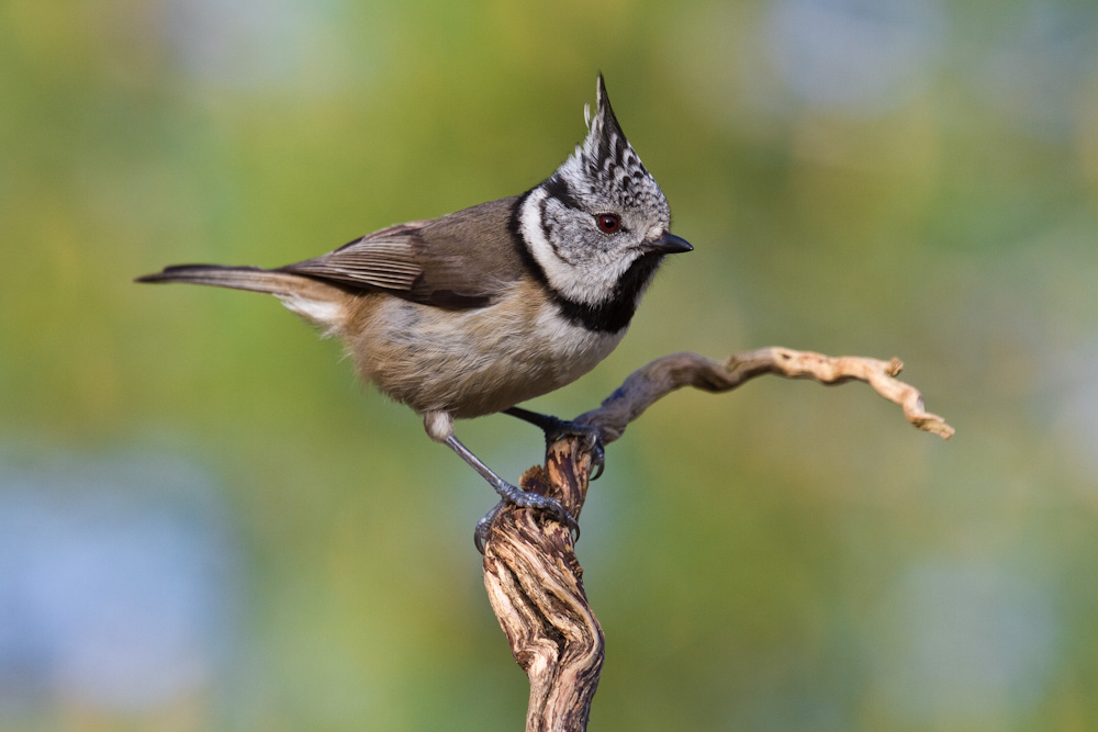 NATURALEZA ALADA . Paco Salso: LOS PASERIFORMES
