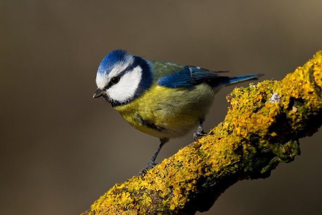 NATURALEZA ALADA . Paco Salso: LOS PASERIFORMES