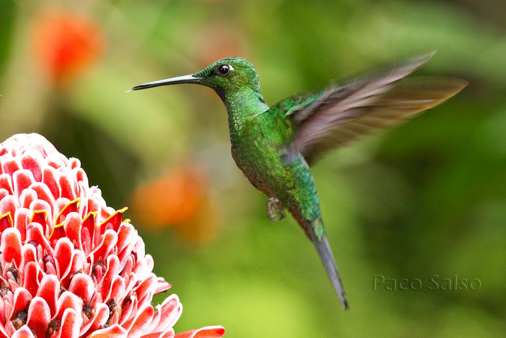 NATURALEZA ALADA . Paco Salso: AVES DE ECUADOR