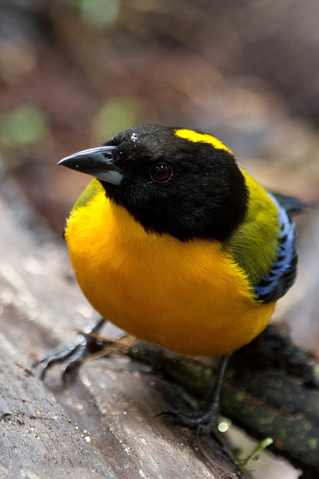 NATURALEZA ALADA . Paco Salso: Aves de Ecuador