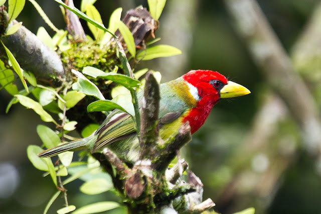 NATURALEZA ALADA . Paco Salso: Aves de Ecuador