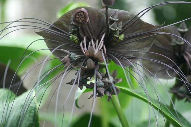tattoo sexy body: Bat Flower look like Predator Faced Plant