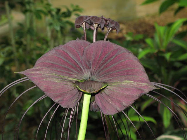 Bat Flower – Amazing Predator Faced Plant ~ Kuriositas