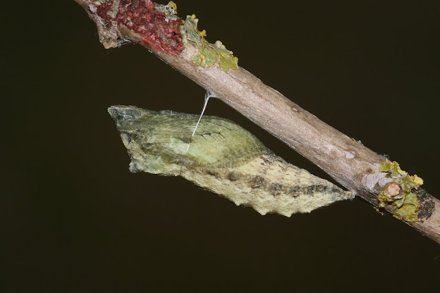 The Incredible Chrysalis | The Ark In Space