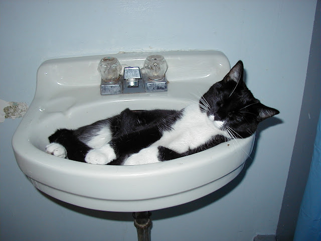 Cats In Sinks | The Ark In Space