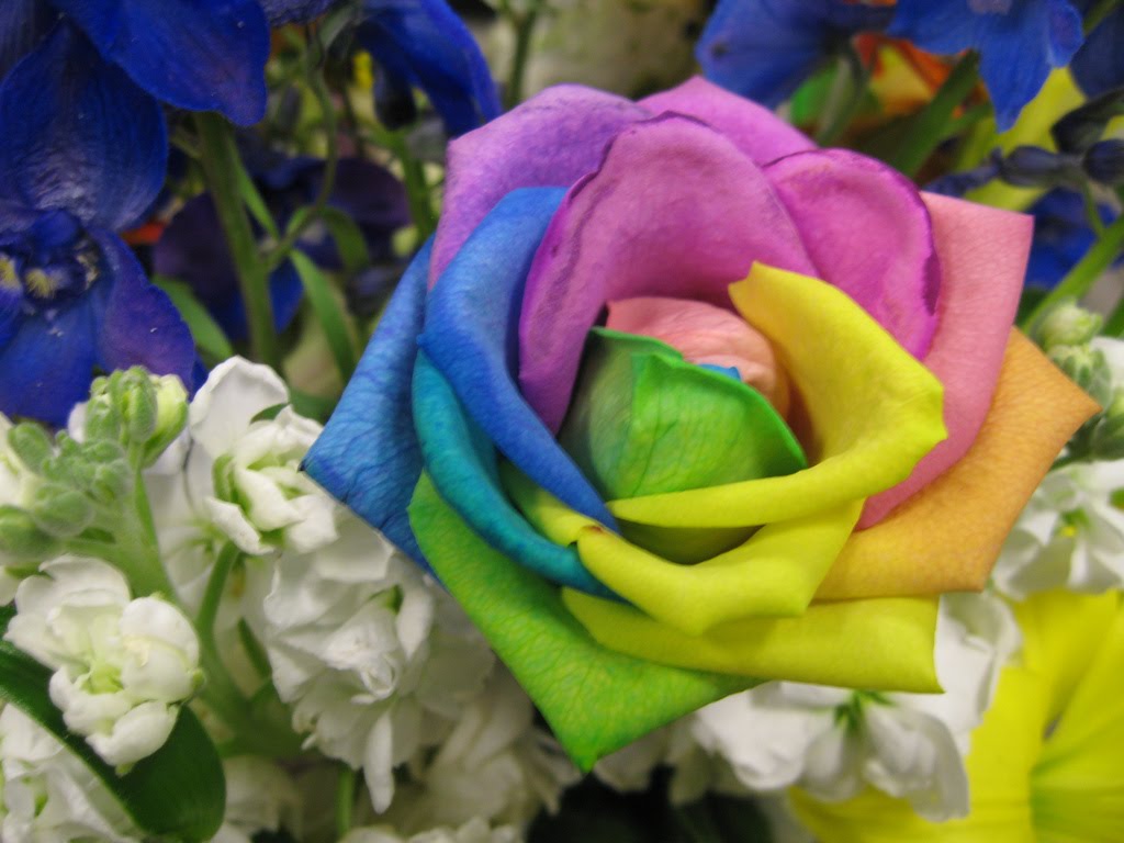 Natural Rainbow Rose
