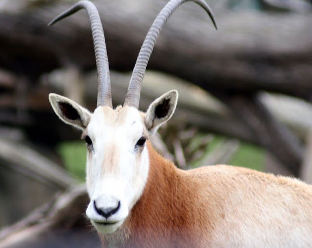 The Scimitar Oryx - Charismatic Antelope of the Desert | The Ark In Space